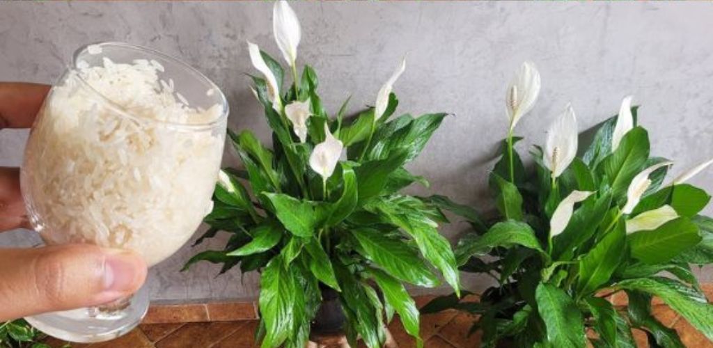Peace lily, forget the water: water it with this and it lasts forever ...