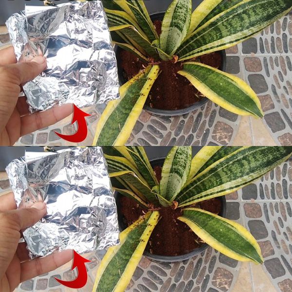 Put a ball of aluminum foil on your plants: you will end 6 problems ...