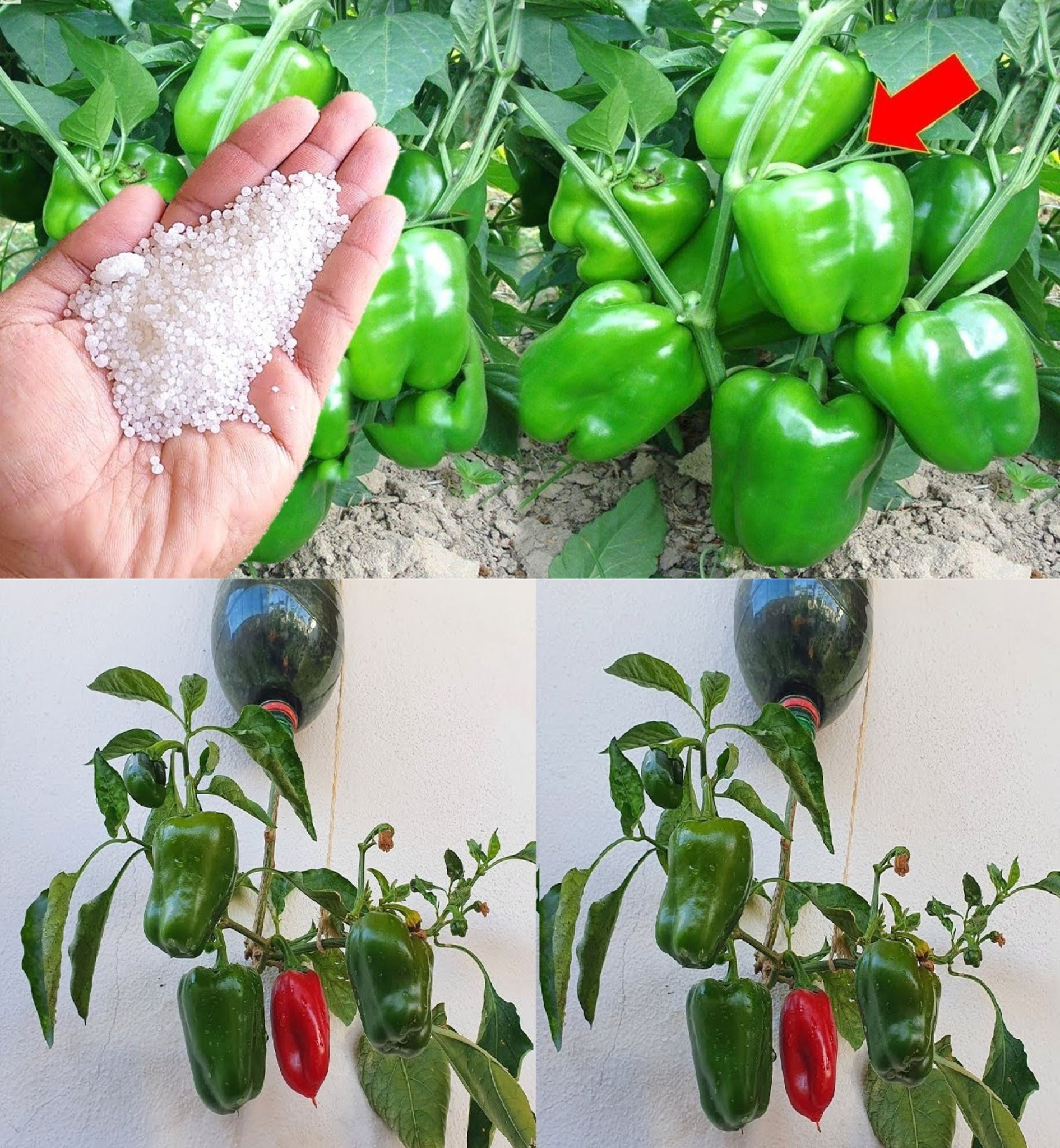 Plant the peppers in this way and you will have a very rich and ...